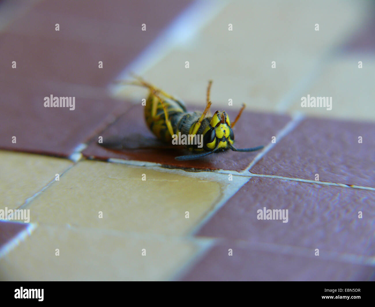 Saxon wasp (Dolichovespula saxonica, Vespula saxonica), dead lying on ...