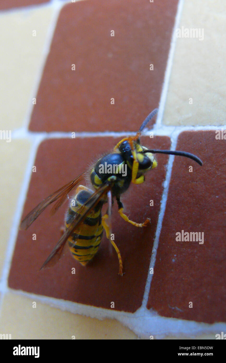 Saxon wasp (Dolichovespula saxonica, Vespula saxonica), sitting Stock ...
