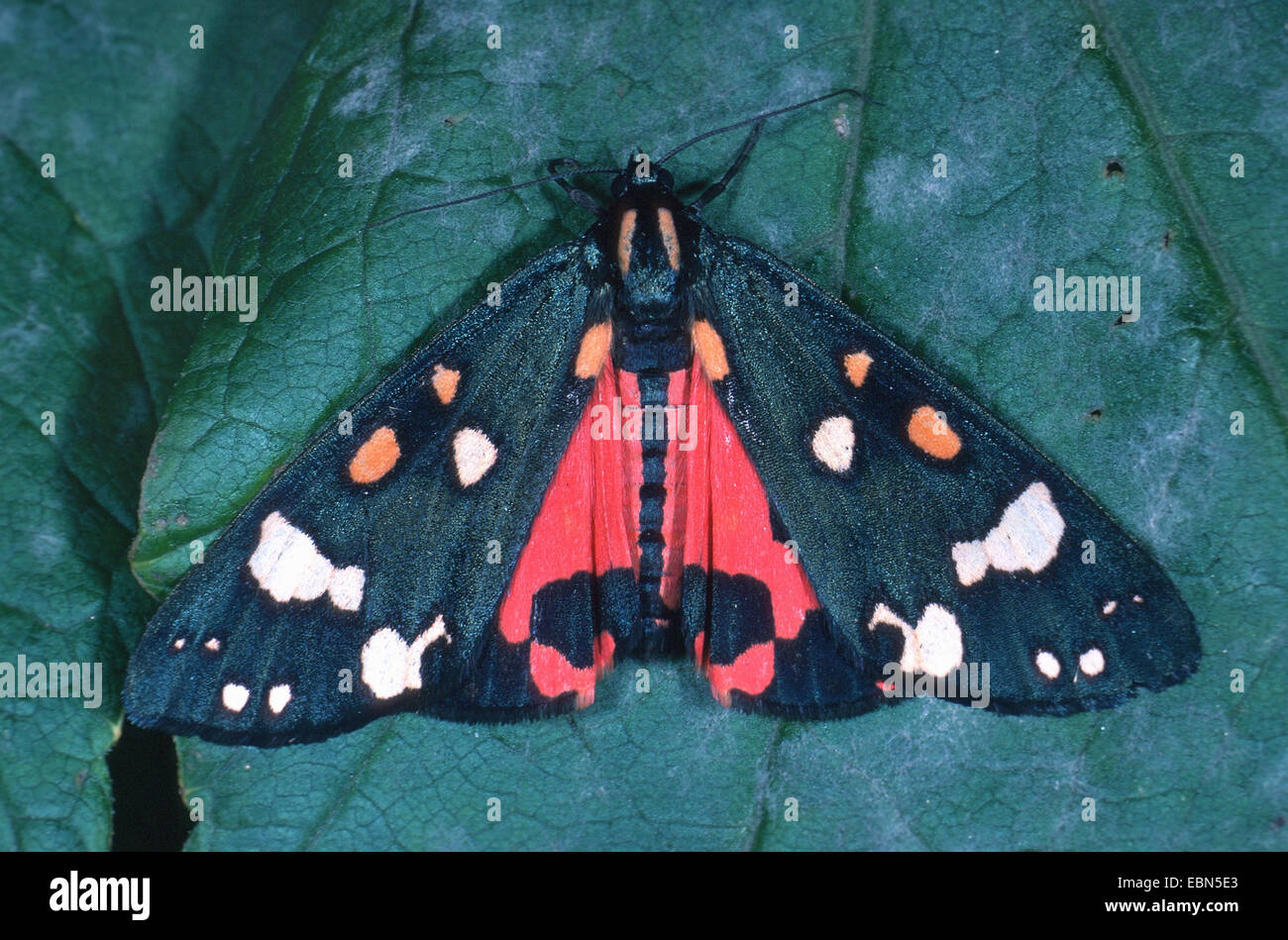 scarlet tiger (Callimorpha dominula, Panaxia dominula), sitting on a ...