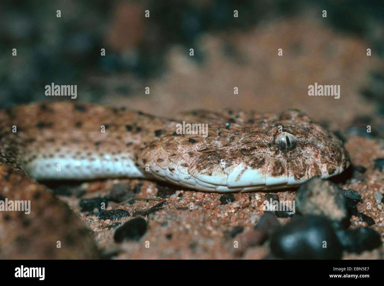 desert death adder (Acanthophis pyrrhus), lateral portrait Stock Photo ...