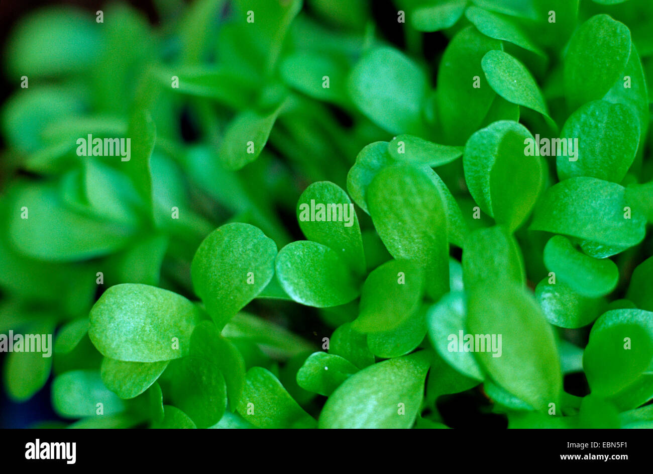 Common cichory hi-res stock photography and images - Alamy