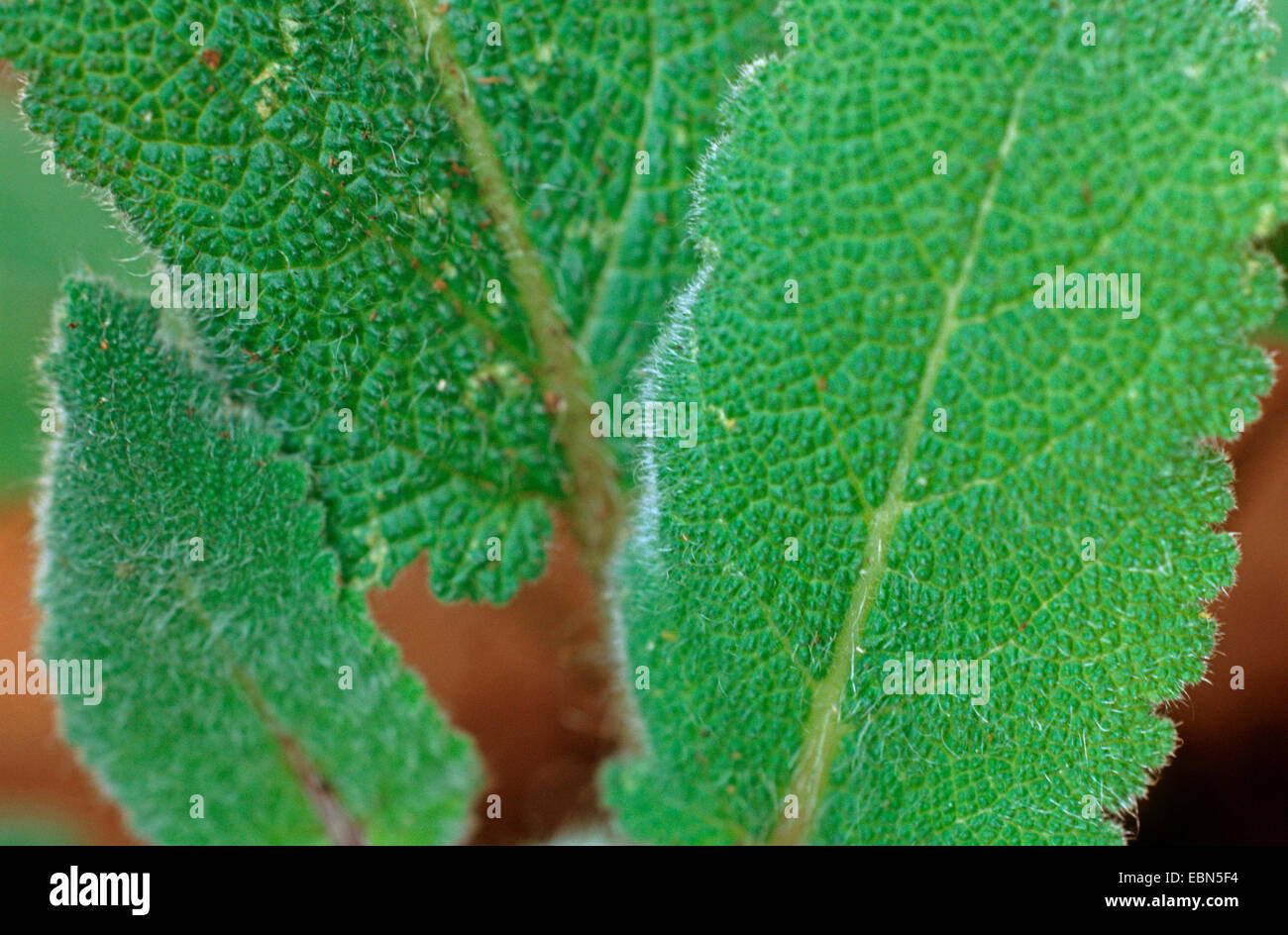 clary sage (Salvia sclarea), leaves Stock Photo - Alamy