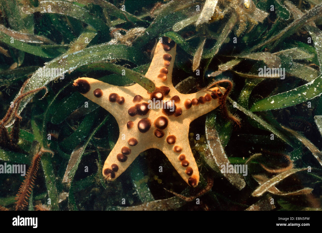 wartstar (Protoreaster nodosus), top view Stock Photo - Alamy