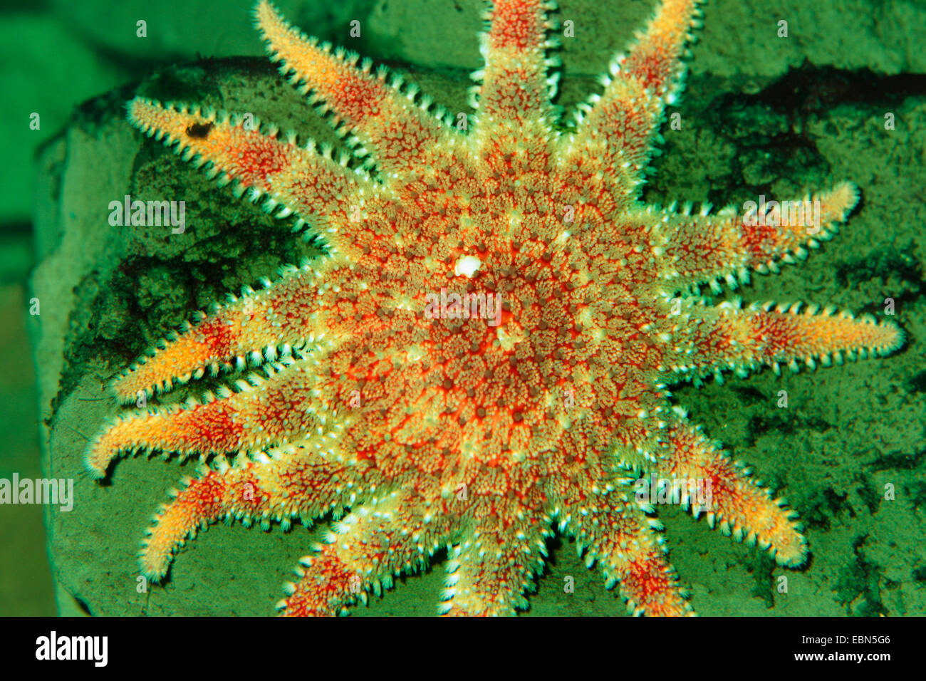 common sun star, spiny sun star (Solaster papposus), sitting at a rock on the sea bed Stock ...