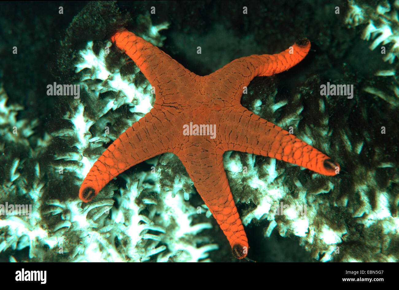 Fromia sea star hi-res stock photography and images - Alamy