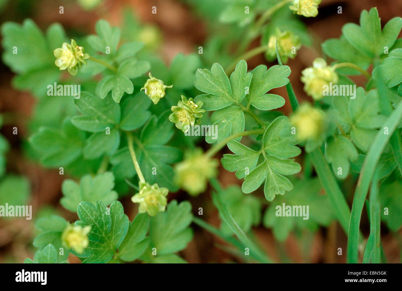 Muskroot hi-res stock photography and images - Alamy