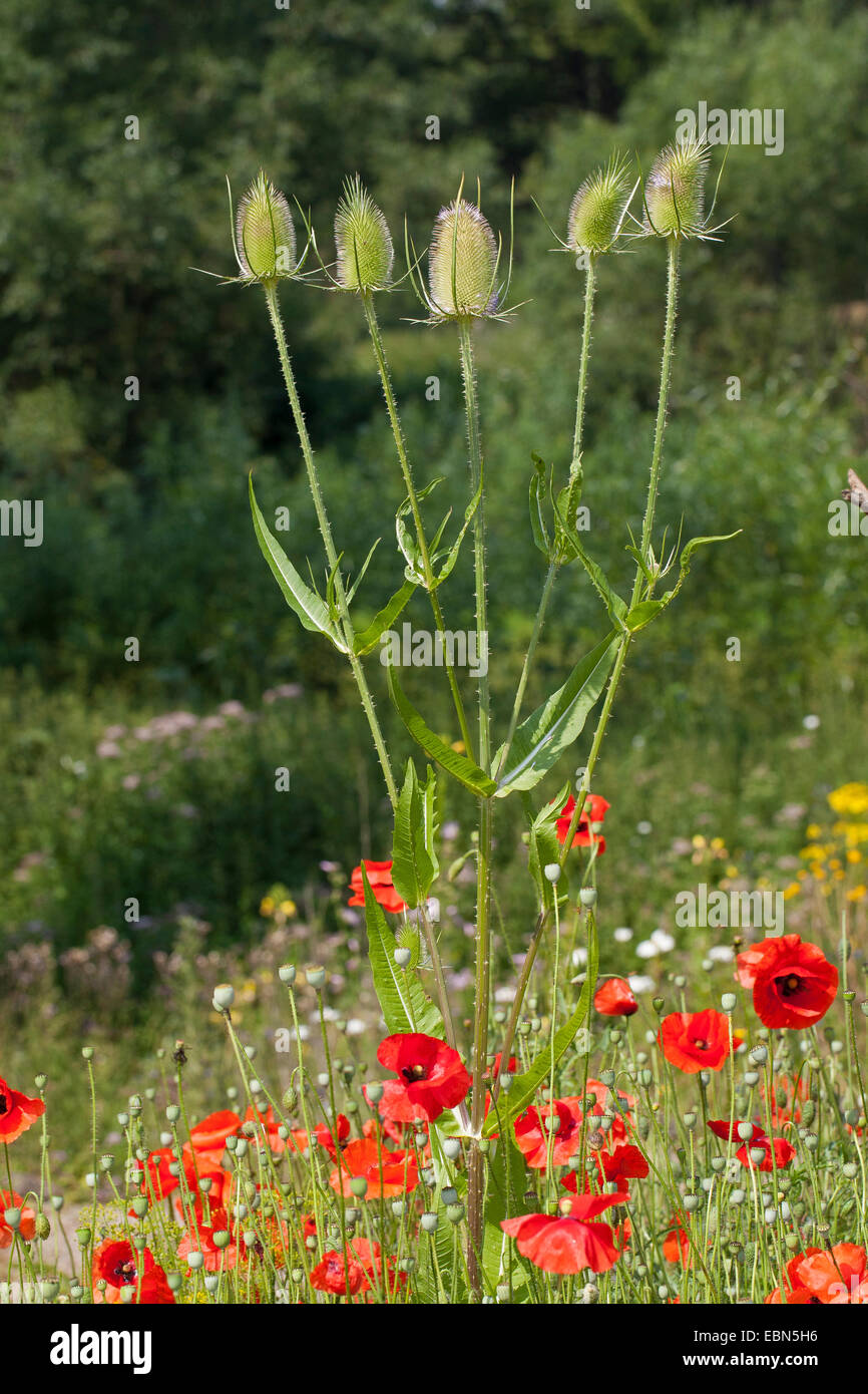 Wild teasel, Fuller's teasel, Common teasel, Common teazle (Dipsacus ...