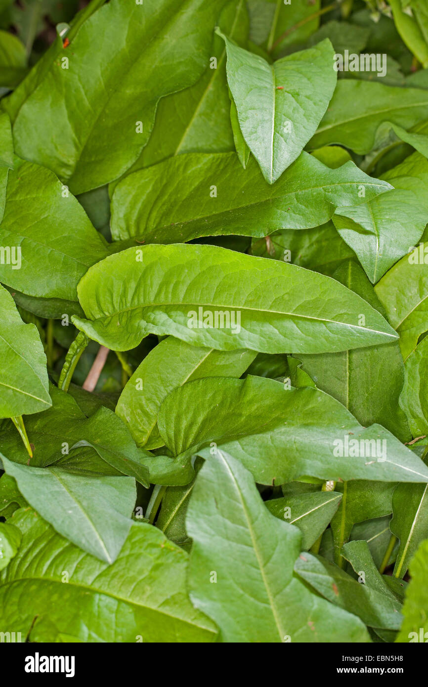 Common bistort, Meadow bistort (Polygonum bistorta, Bistorta ...
