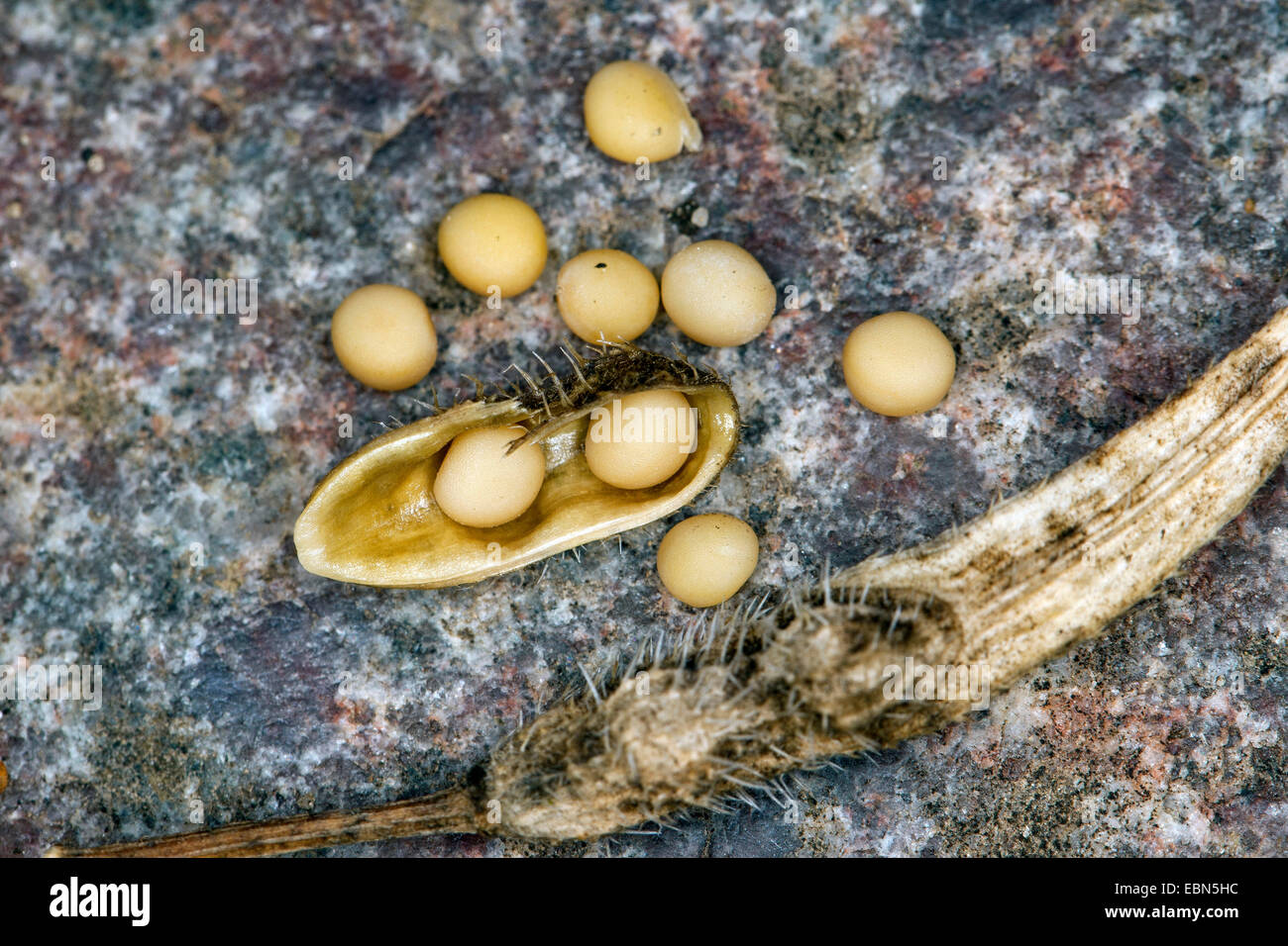 White mustard (Sinapis alba, Brassica alba), ripe open fruit with seeds ...