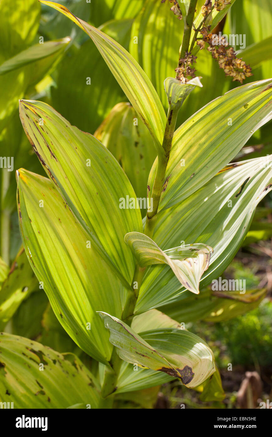 false helleborine, white hellebore (Veratrum album), leaves, Germany ...