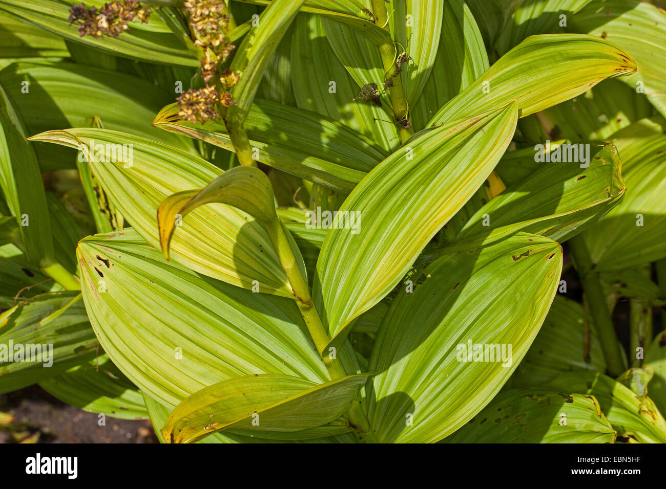 false helleborine, white hellebore (Veratrum album), leaves, Germany ...