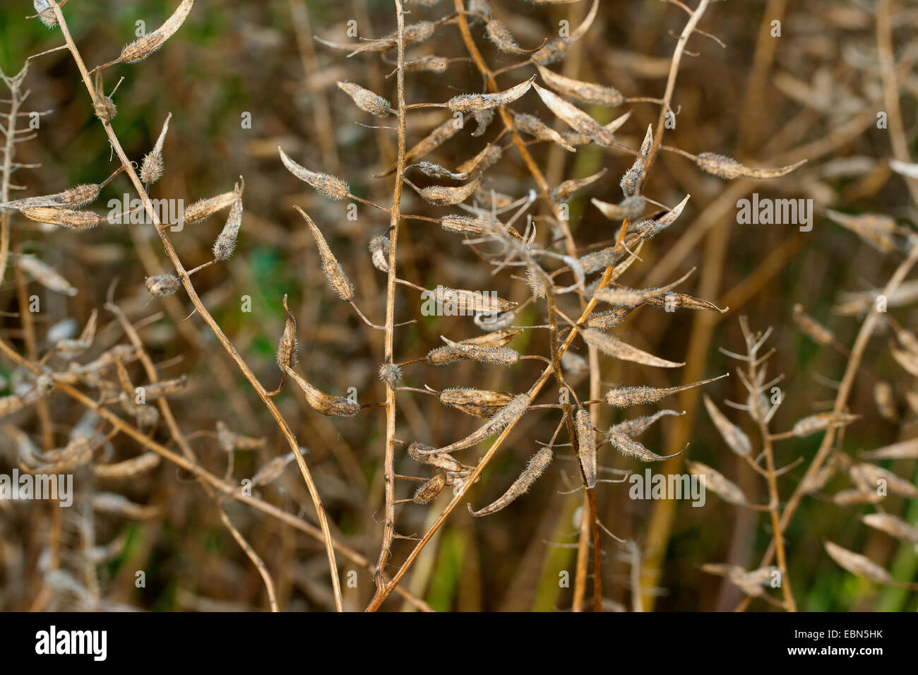 Mustard Plant Fruit