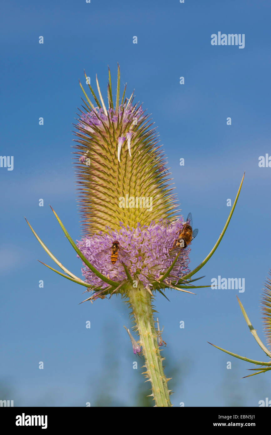 Wild teasel, Fuller's teasel, Common teasel, Common teazle (Dipsacus ...