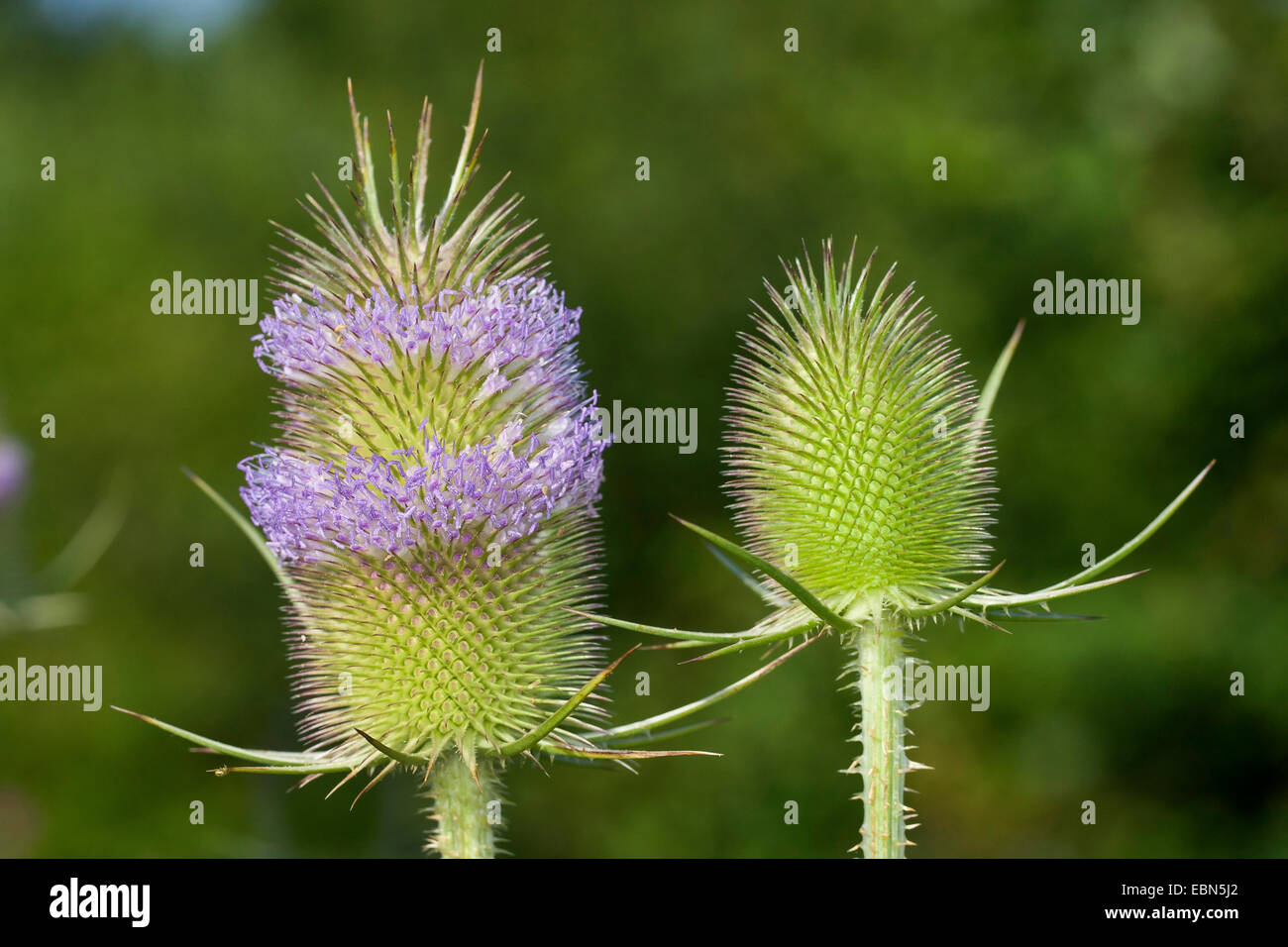 Wild teasel, Fuller's teasel, Common teasel, Common teazle (Dipsacus ...