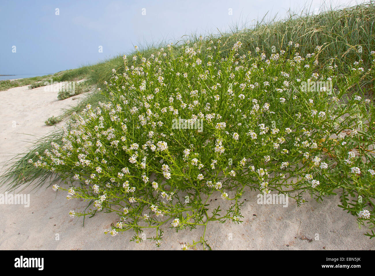 European searocket, sea rocket (Cakile maritima), on the beach, Germany ...