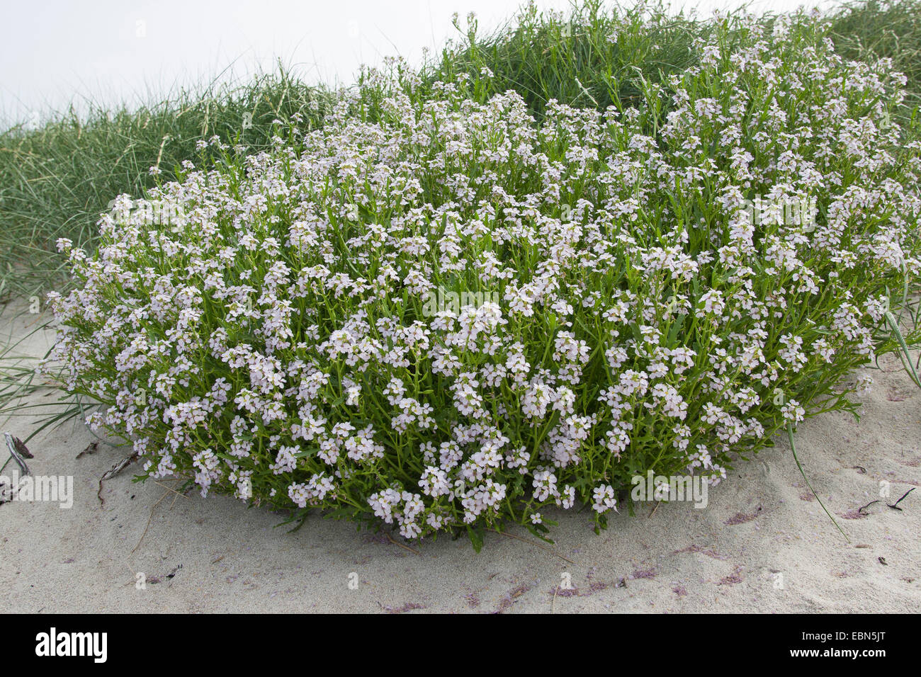 European searocket, sea rocket (Cakile maritima), on the beach, Germany ...