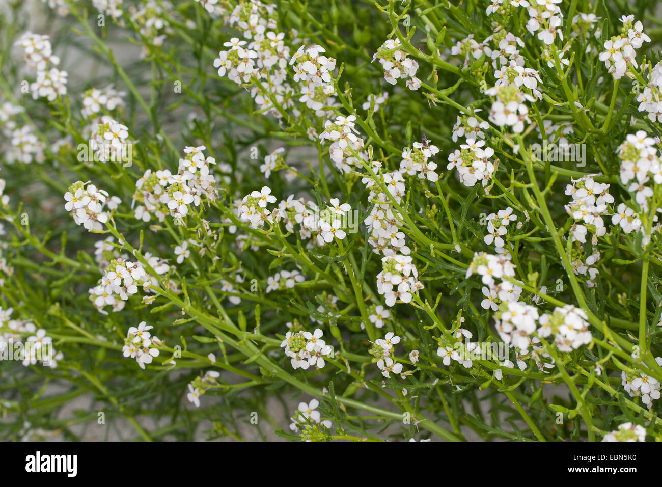 European searocket, sea rocket (Cakile maritima), on the beach, Germany ...