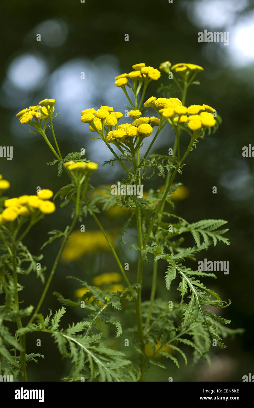 common tansy (Tanacetum vulgare, Chrysanthemum vulgare), blooming ...