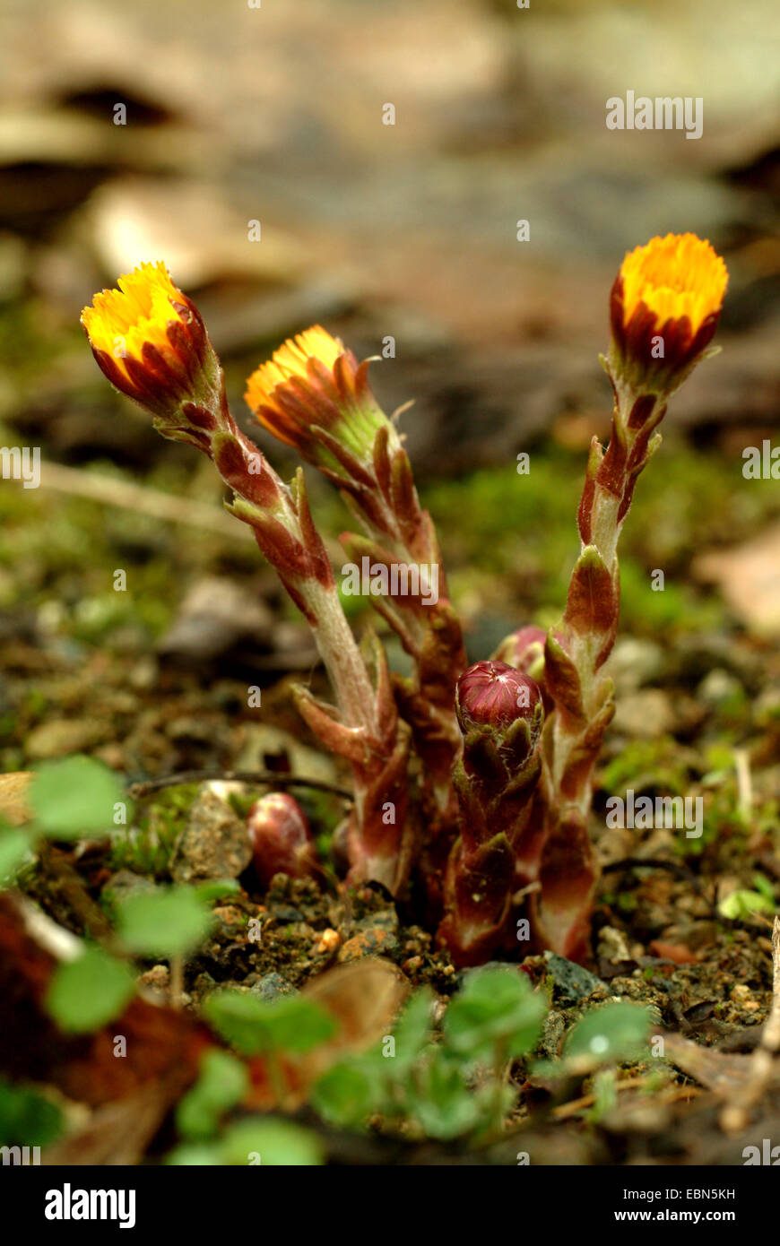 Coltsfoot tussilago farfara hi-res stock photography and images - Alamy