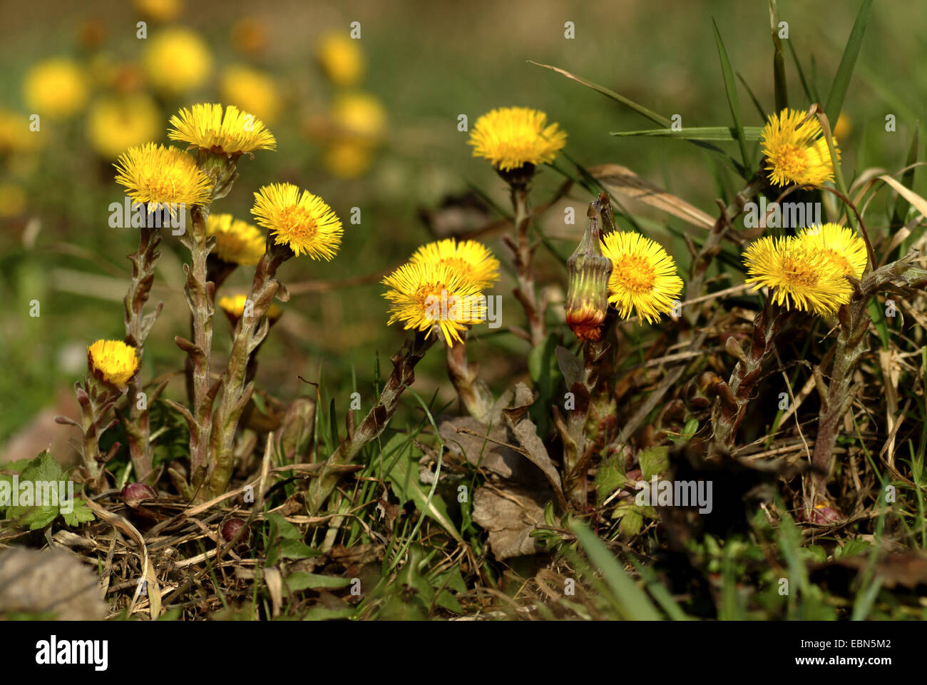 Coltsfoot blossoms hi-res stock photography and images - Alamy