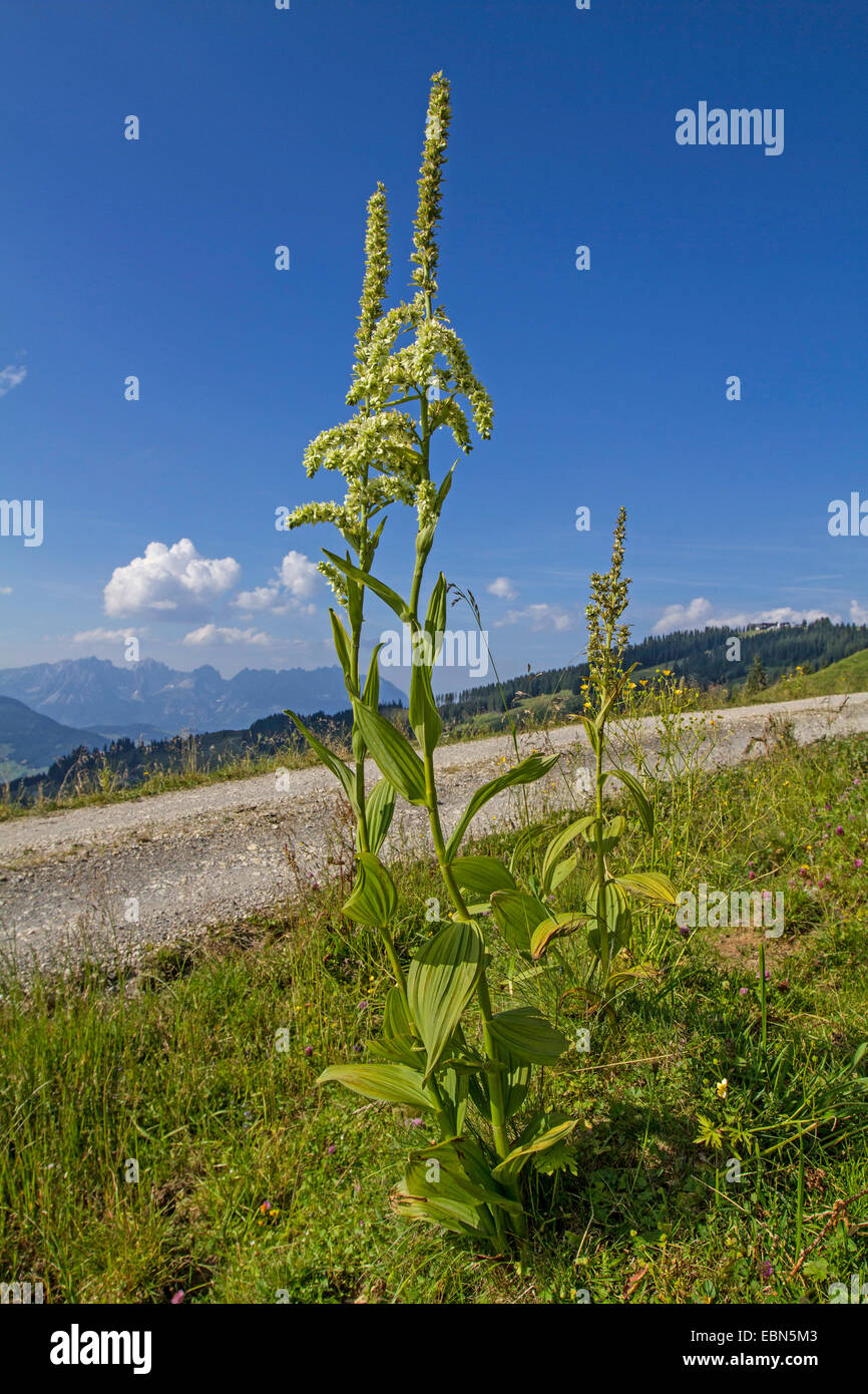 false helleborine, white hellebore (Veratrum album), blooming in the mountains, Austria, Tyrol ...