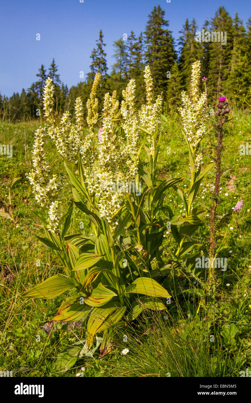false helleborine, white hellebore (Veratrum album), blooming in the mountains, Austria, Tyrol ...