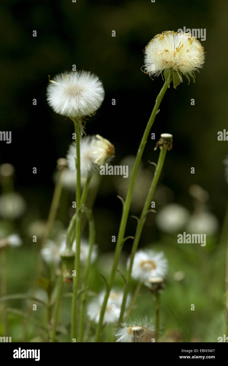 Coltsfoot medicine hi-res stock photography and images - Alamy