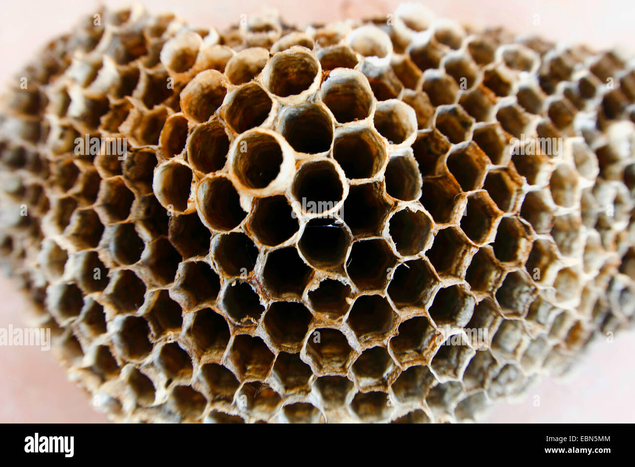 Honeycomb Structures High Resolution Stock Photography and Images - Alamy