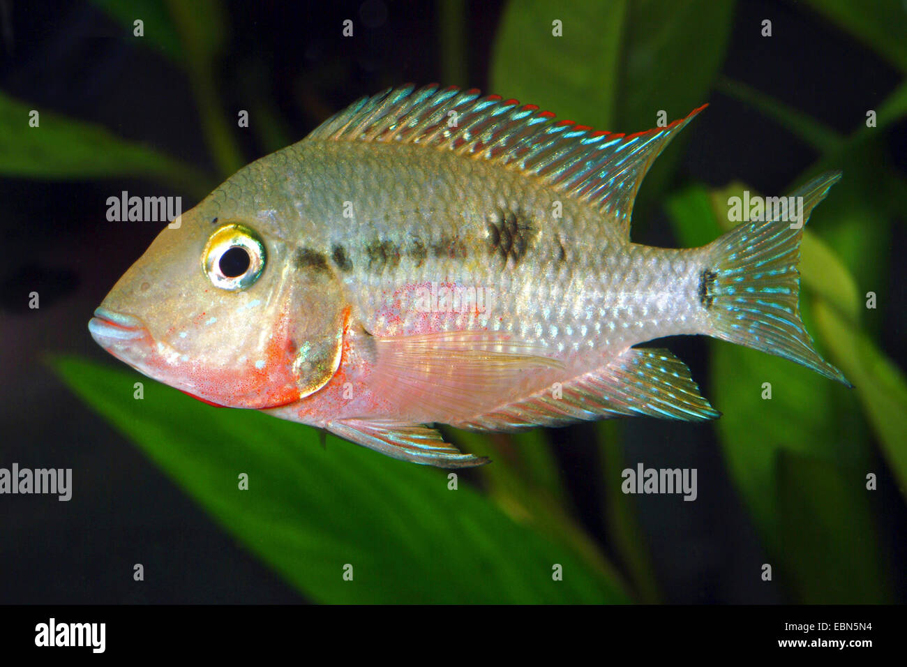 Firemouth Cichlid (Thorichthys meeki, Cichlasoma meeki), swimming Stock ...