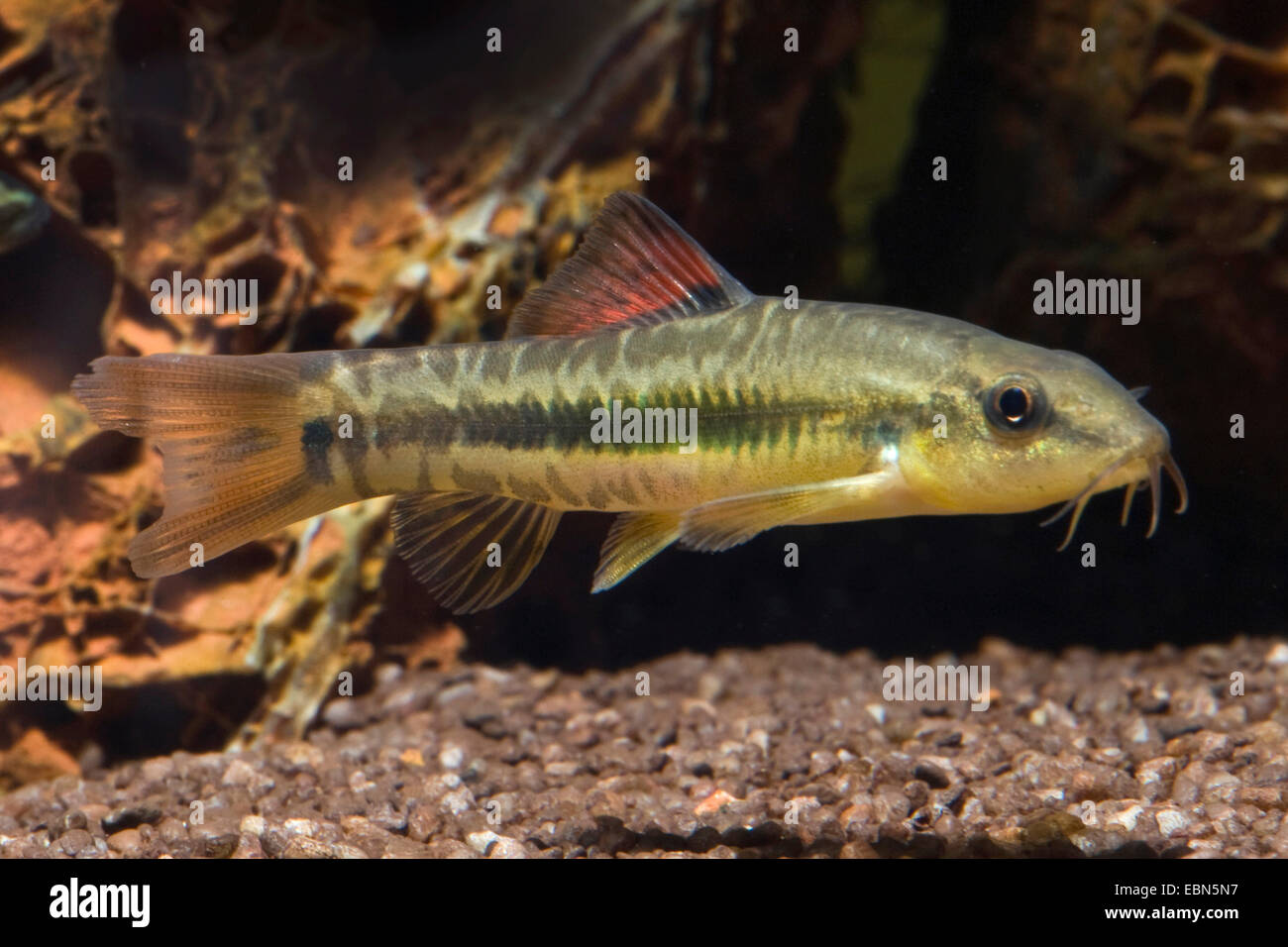 Hi Fin Doll Loaches Fish