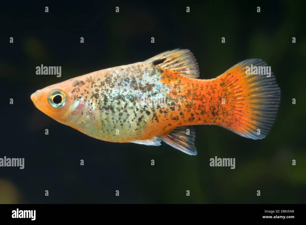 southern platyfish, Maculate Platy (Xiphophorus maculatus), breed Blue ...