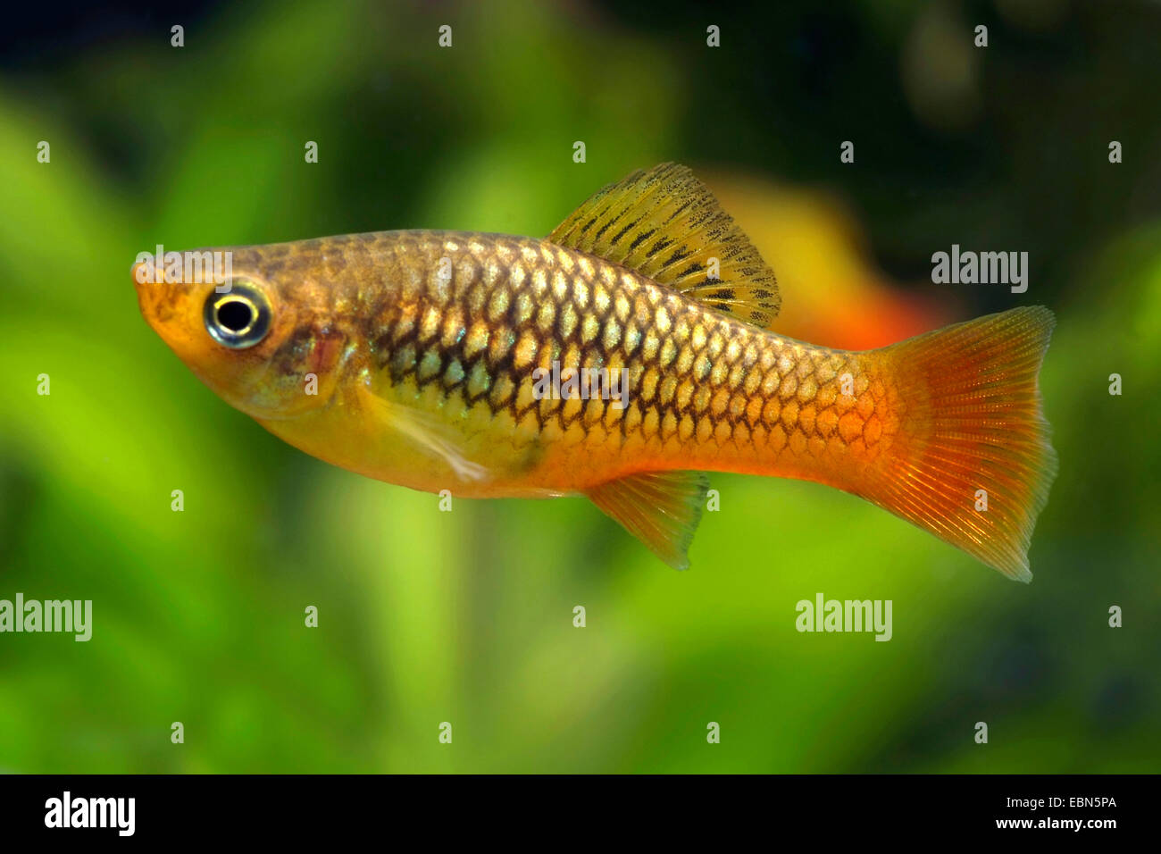 Platy fish hi-res stock photography and images - Alamy