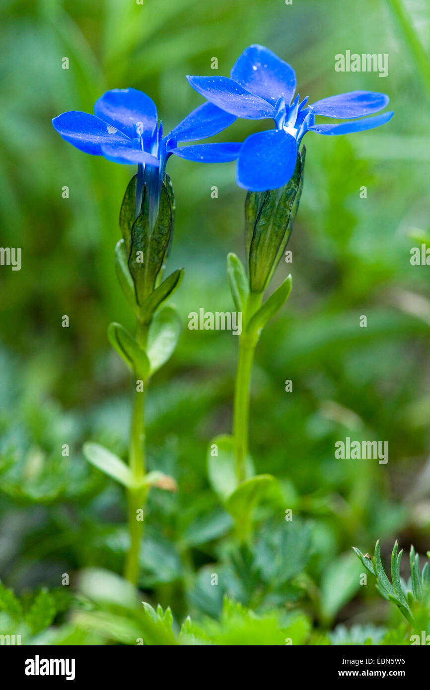 Gentian blue flowers hi-res stock photography and images - Alamy