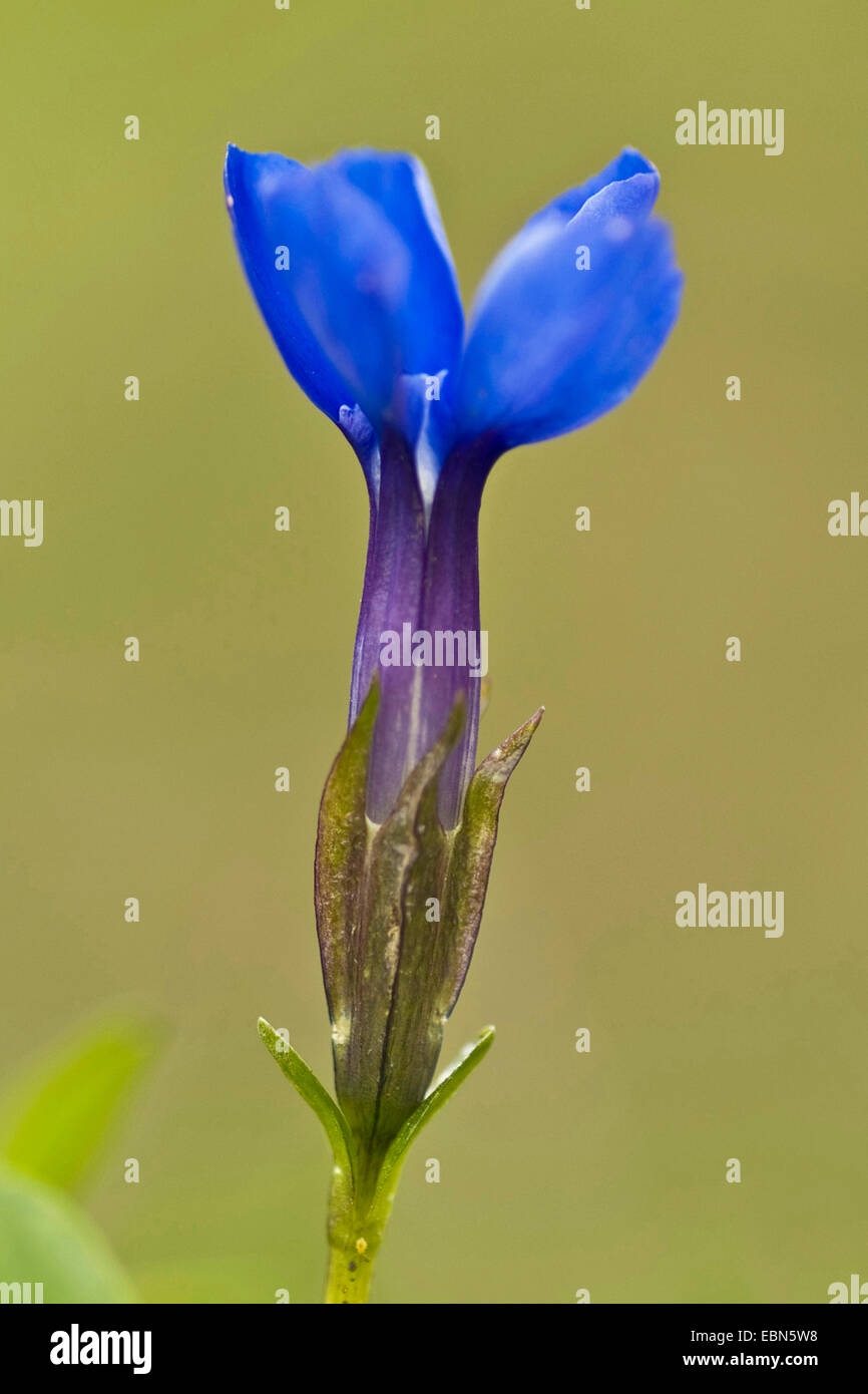 Bavarian Gentian (Gentiana bavarica), flower, Germany Stock Photo - Alamy