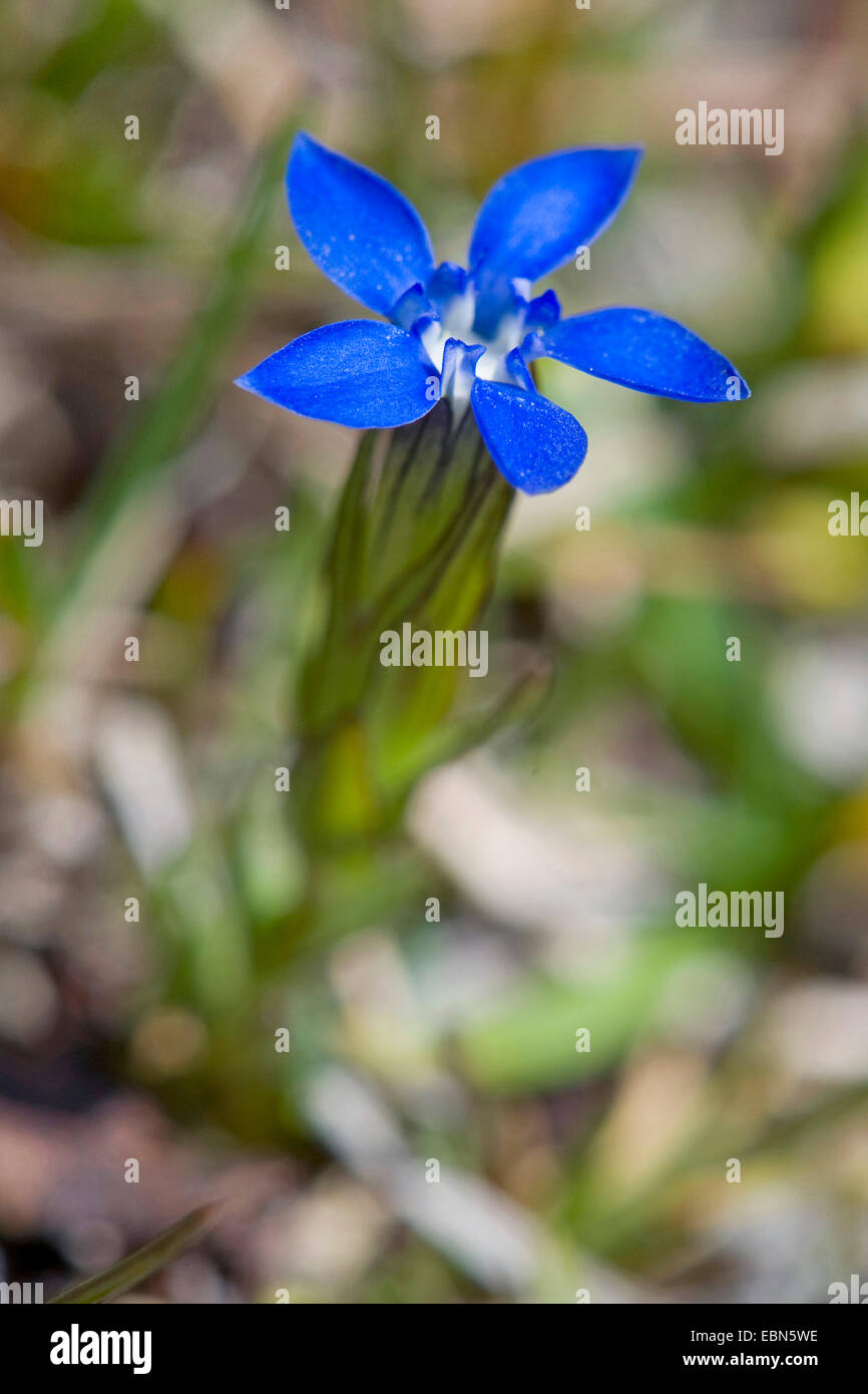 Bavarian Gentian (Gentiana bavarica), flower, Germany Stock Photo - Alamy