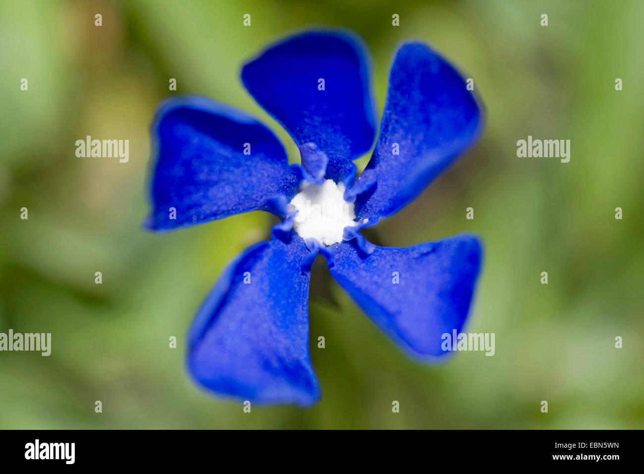 Gentiana bavarica switzerland hi-res stock photography and images - Alamy