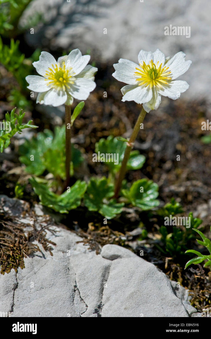 Alpine buttercup ranunculus alpestris hi-res stock photography and ...