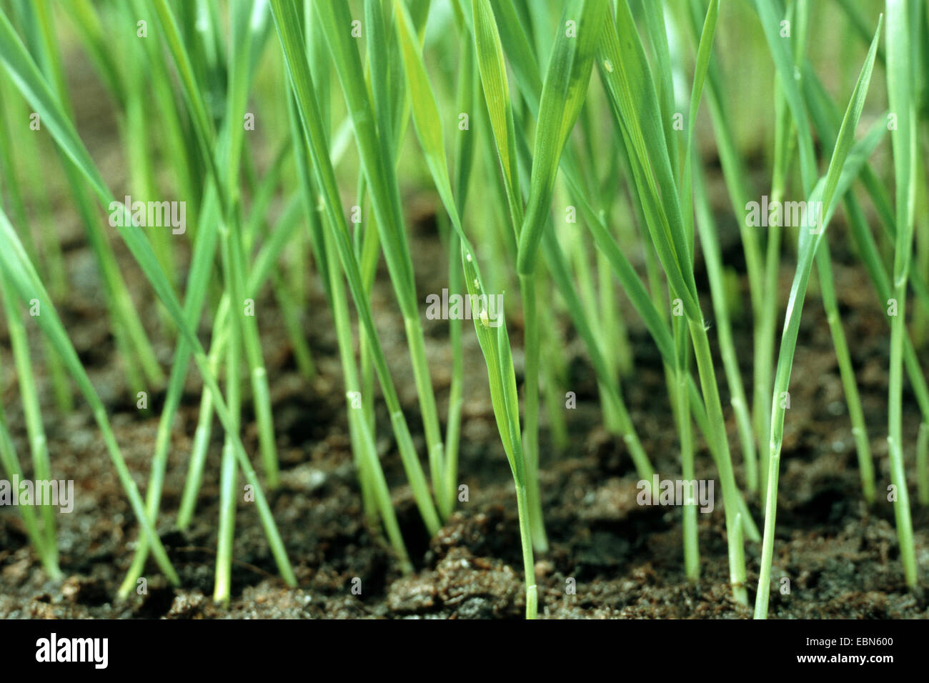 Germinating wheat seedlings hi-res stock photography and images - Alamy