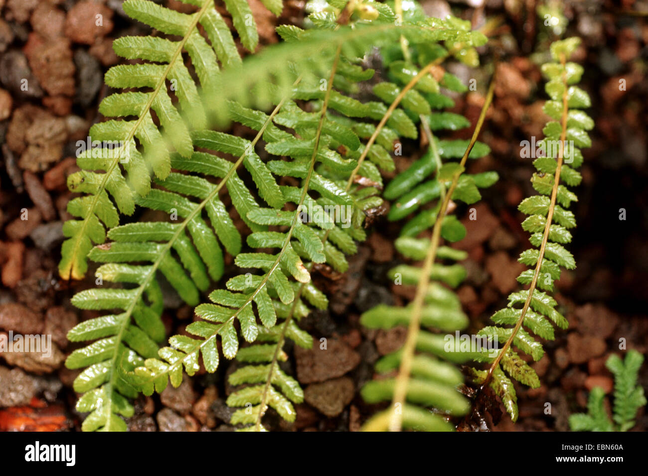 Rasp fern hi-res stock photography and images - Alamy