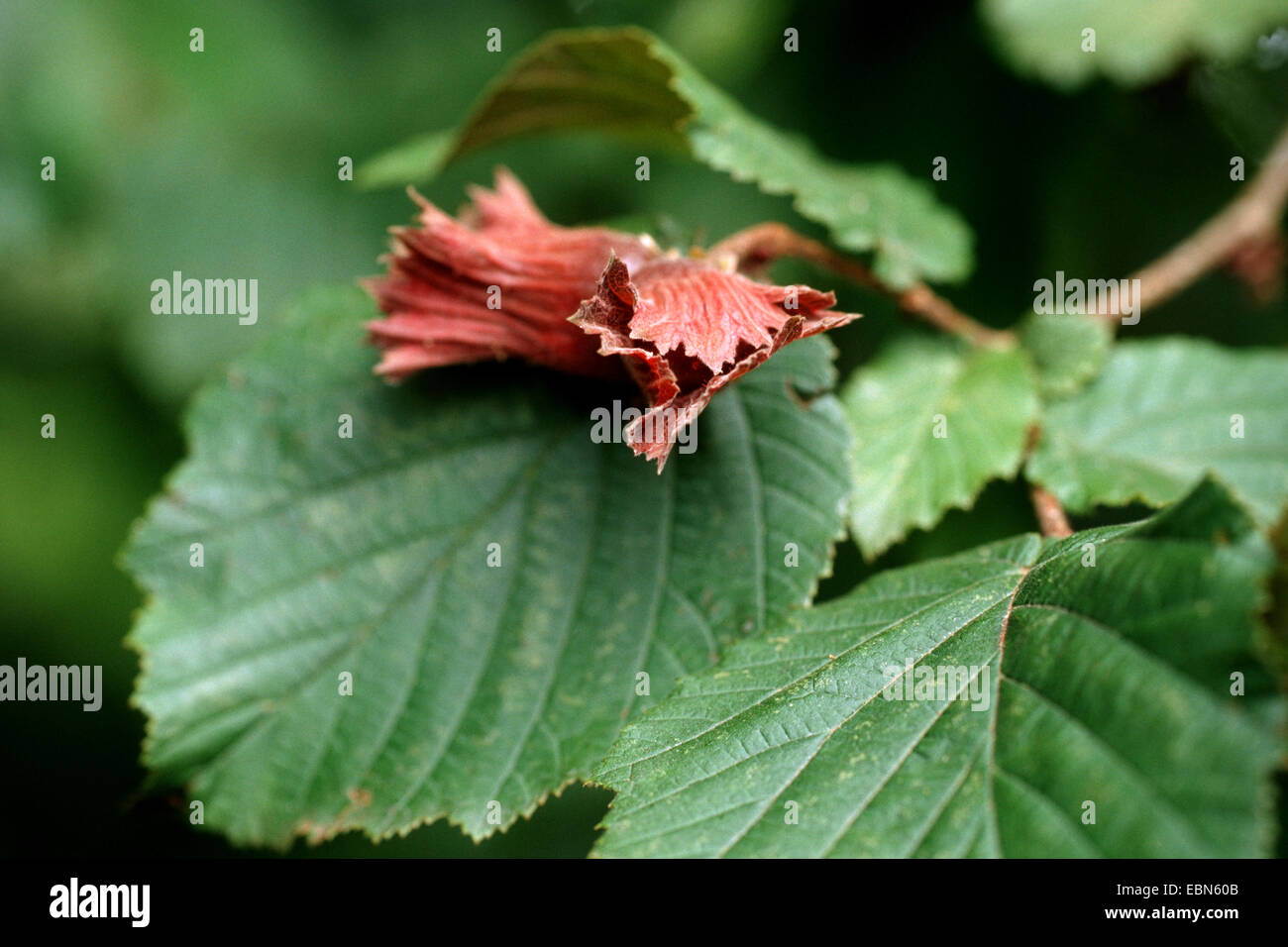 giant hazel (Corylus maxima), fruits on a branch Stock Photo - Alamy