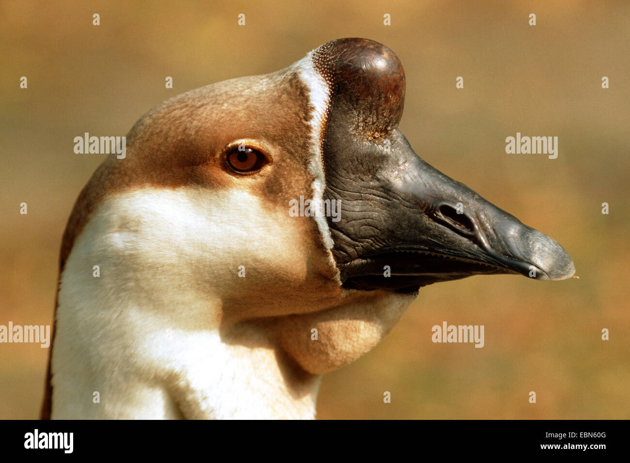 Brown African Goose Male
