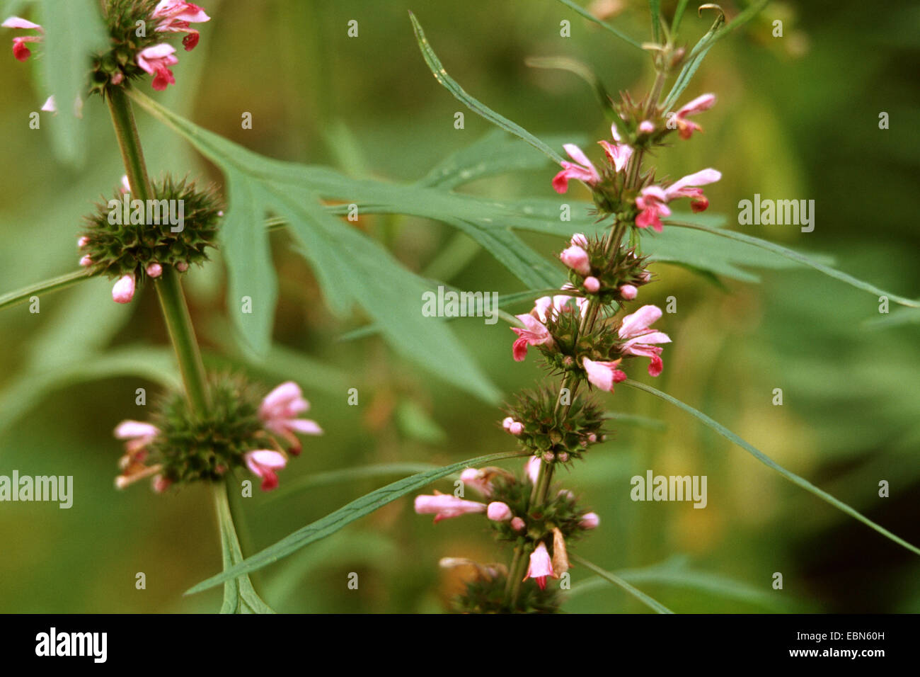 Siberian Motherwort (Leonurus sibiricus), blooming Stock Photo - Alamy