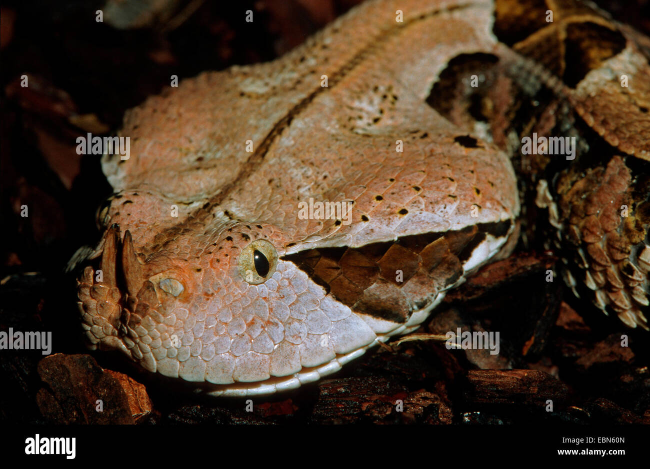 Gaboon viper (Bitis gabonica rhinoceros, Bitis rhinoceros), portrait ...