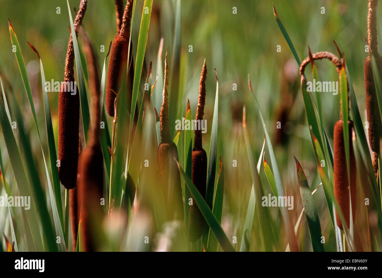 common cattail, broad-leaved cattail, broad-leaved cat's tail, great ...