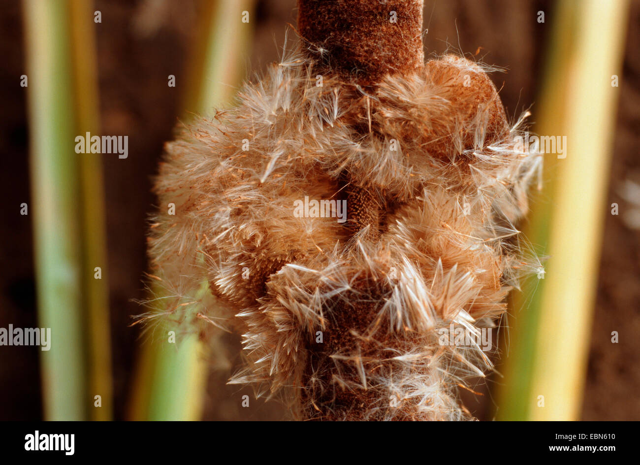 common cattail, broad-leaved cattail, broad-leaved cat's tail, great ...