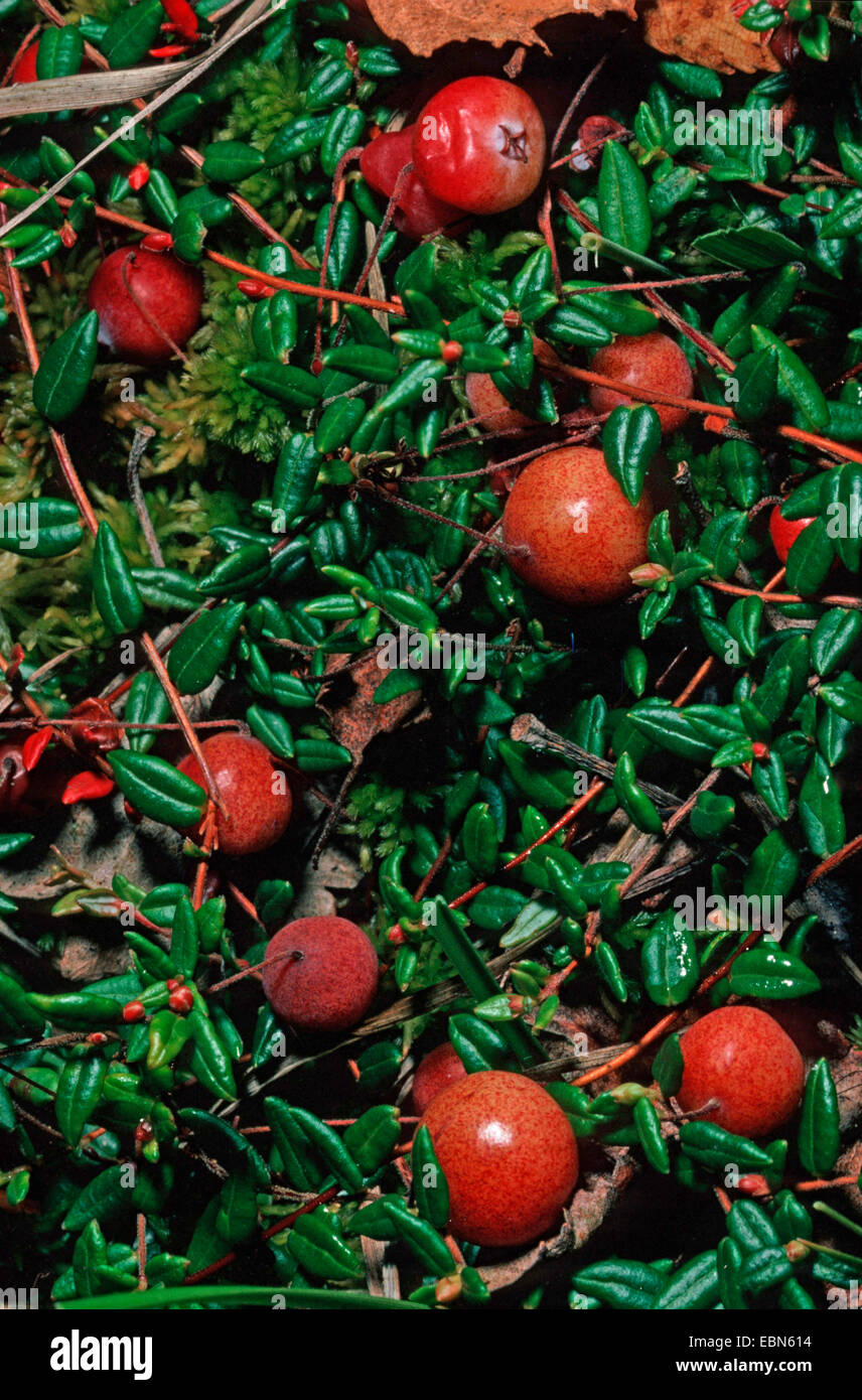 wild cranberry, bog cranberry, small cranberry, swamp cranberry ...