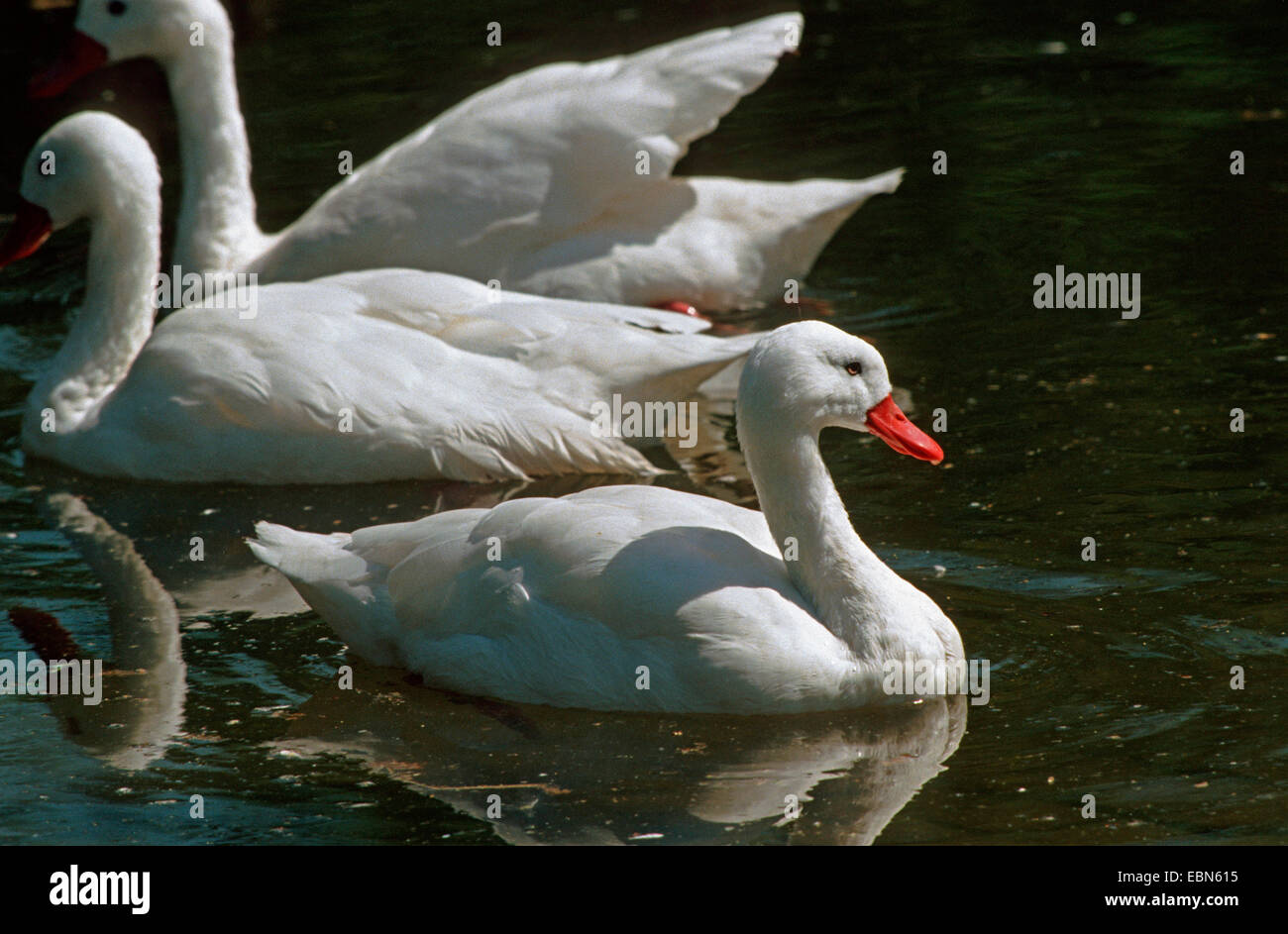 Coscoroba hi-res stock photography and images - Alamy