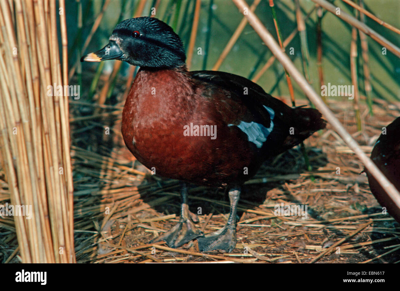 Hartlaubs ducks hi-res stock photography and images - Alamy