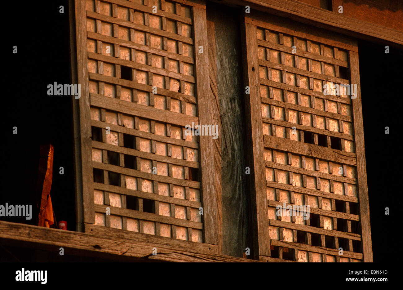 Windowpane oyster, Window shell, Jingle shell (Placuna placenta ...