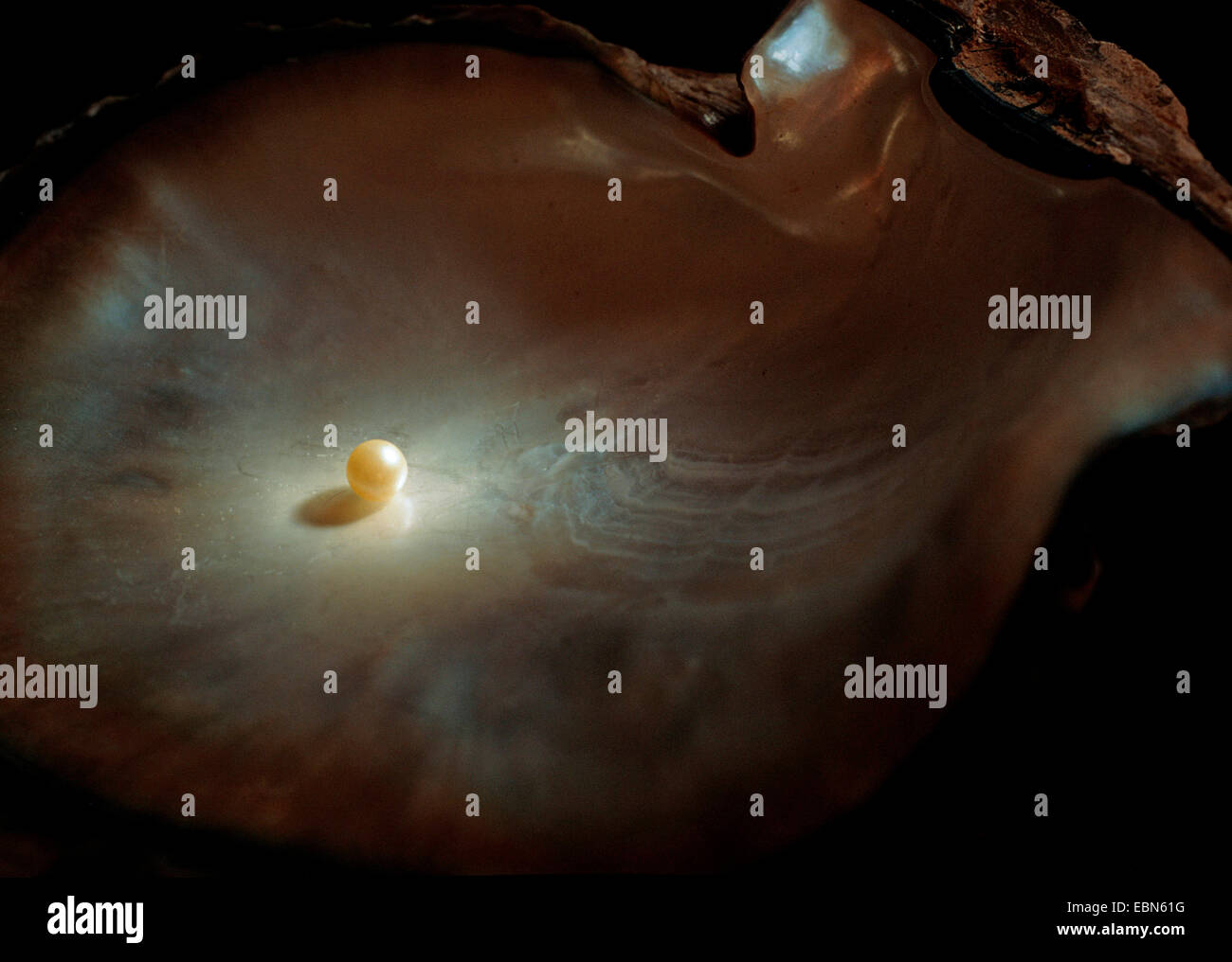 Pacific pearl-oyster, black-lipped pearl oyster, black-lip pearl oyster ...